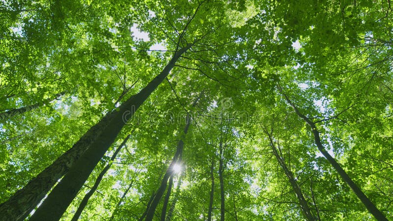 Summer Forest. Sunrise Rays Break through Leafless Crowns of Trees ...