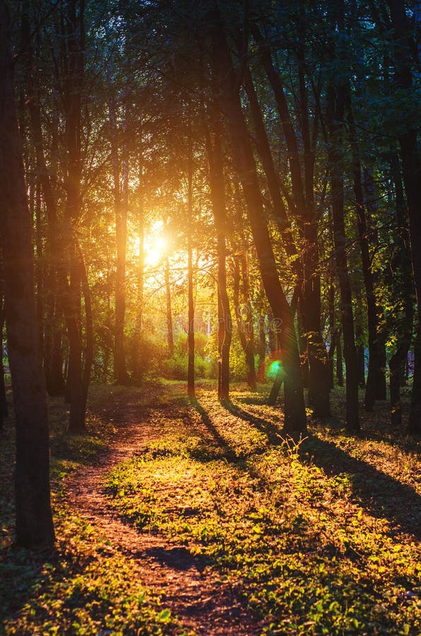 Summer Forest Sunset Scenic View with Sun among Trees Stock Photo ...