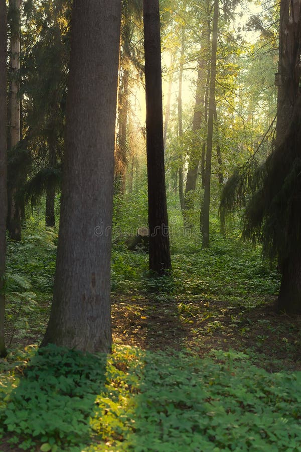 Summer forest at sunset stock photo. Image of morning - 155901616