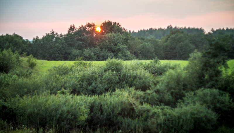 Summer forest sunset stock image. Image of meadow, wild - 83564081