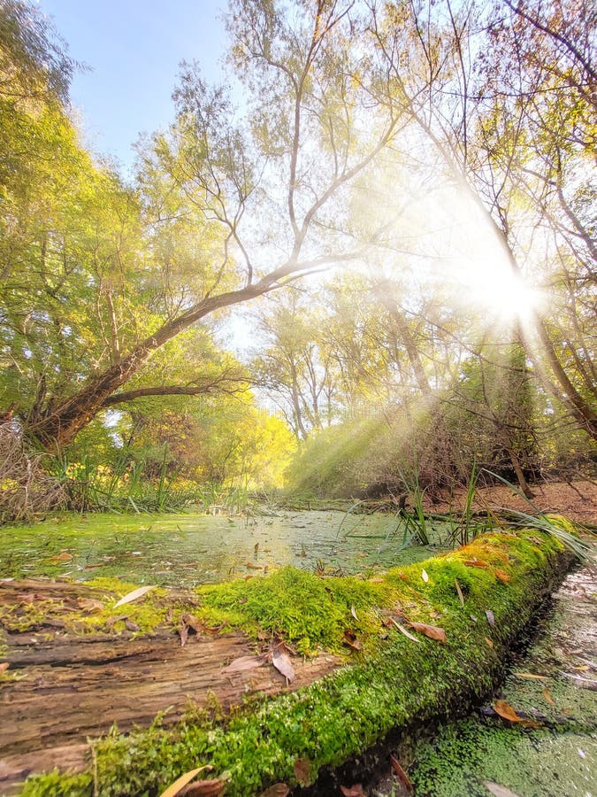 Summer forest sunshine stock photo. Image of summer - 237680066