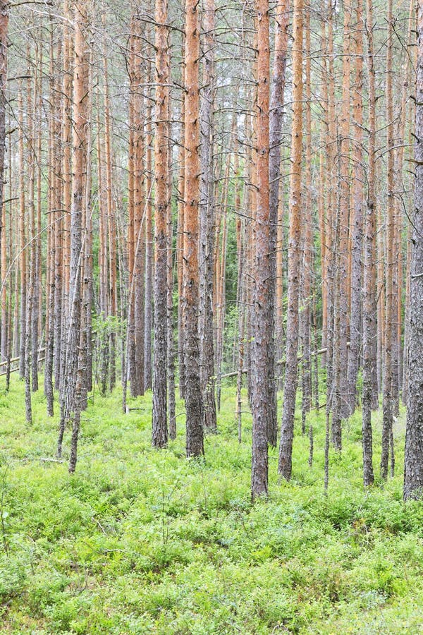 Summer Forest with Tall Thin Pine Trees Stock Photo - Image of pinetree ...
