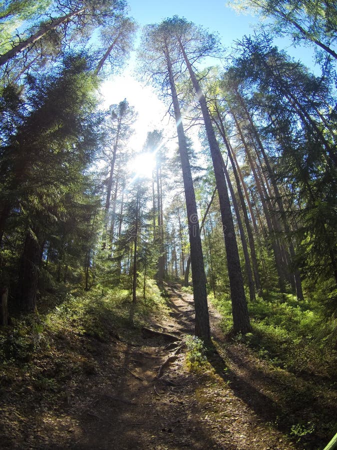 Summer Forest Trail with Sun Light Rays Shining Behind the Trees Stock ...