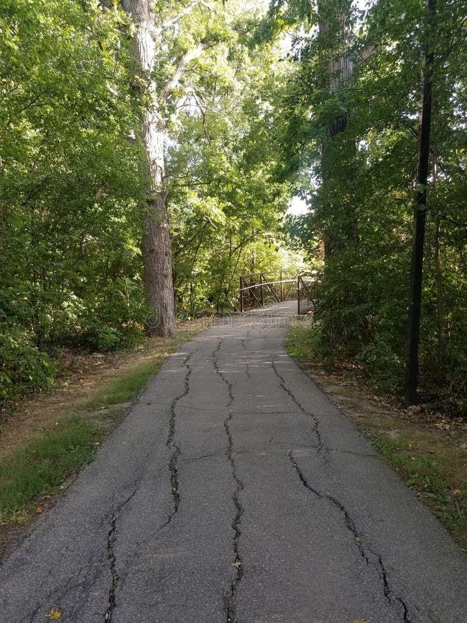 Summer Forest Trails stock image. Image of summer, grass - 254055353