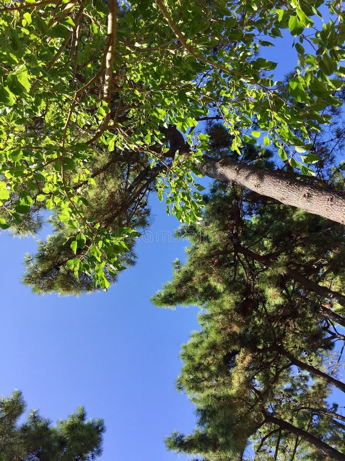 Summer stock image. Image of summer, blue, forest, trees - 125306381