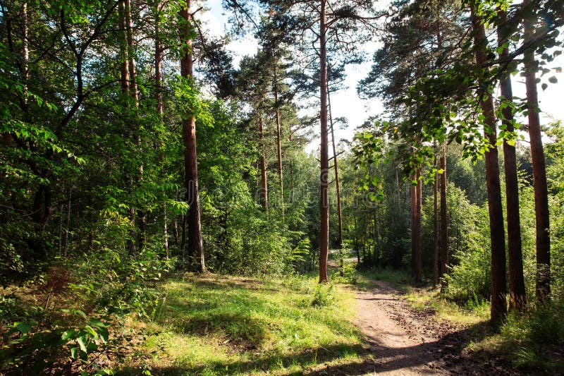 Summer forest trees stock photo. Image of beautiful, pathway - 58002858