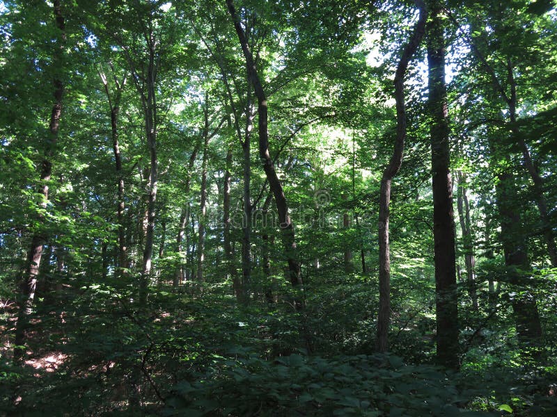 Summer Forest and Trees in Washington DC Stock Photo - Image of summer ...