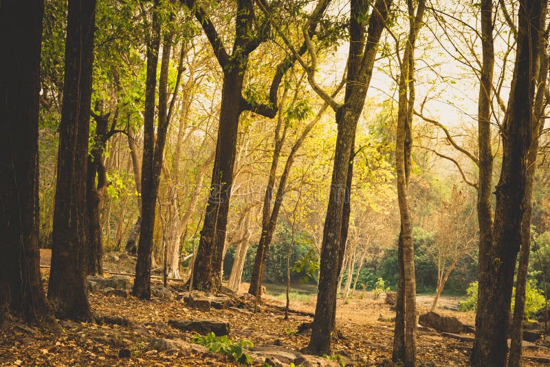 Tropical Dry Deciduous Forest Stock Photo - Image of background ...