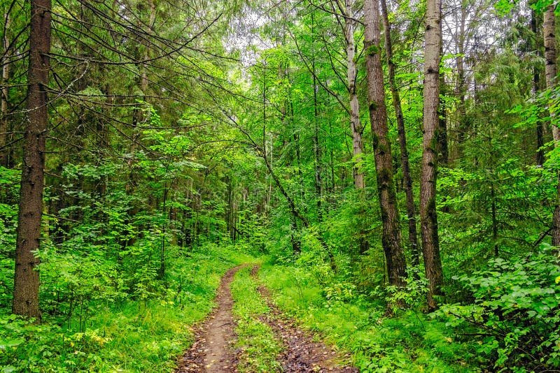 Summer forest stock photo. Image of foliage, glade, path - 39123654