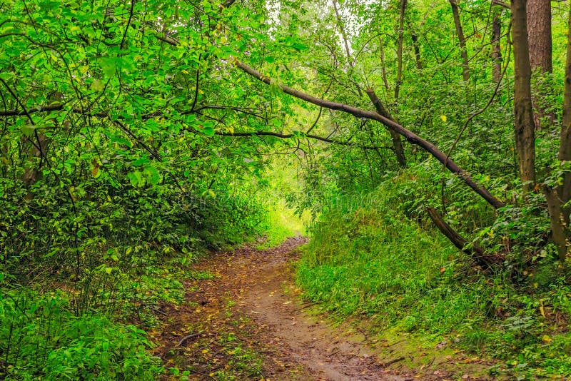Summer forest stock image. Image of tree, vitality, plants - 39123765