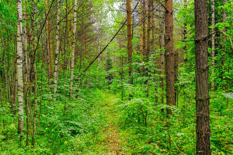 Summer forest stock image. Image of vitality, view, forest - 39123851