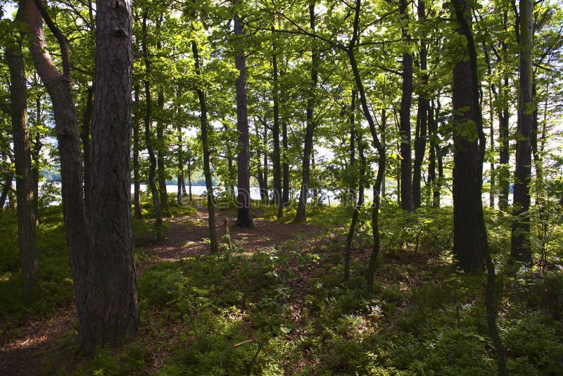 Forrest stock image. Image of fresh, country, green, branches - 72705969