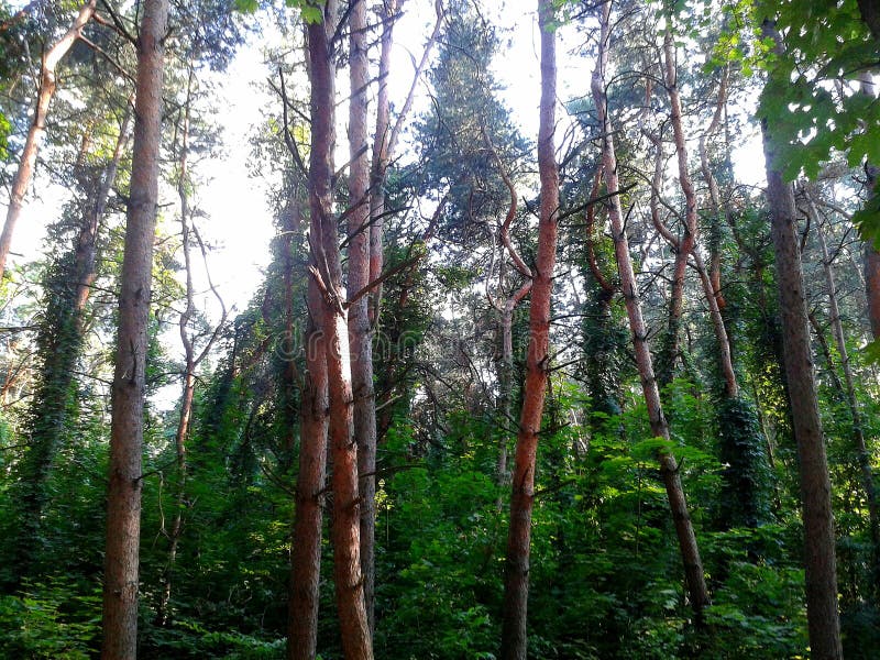 Summer forrest stock image. Image of beautiful, summer - 90713587