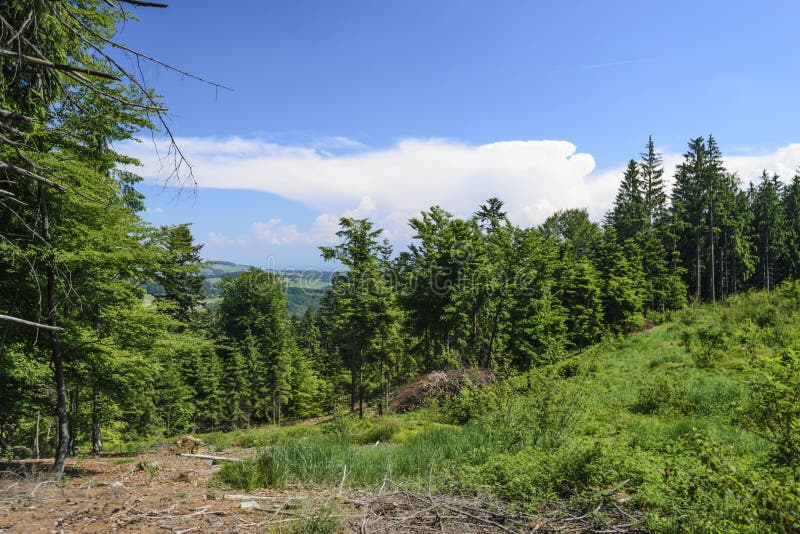 Green Summer Forest in Austria Stock Image - Image of forest ...