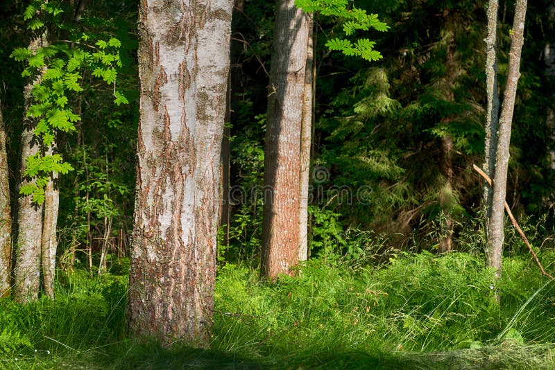 Summer forrest stock image. Image of landscape, light - 58818781