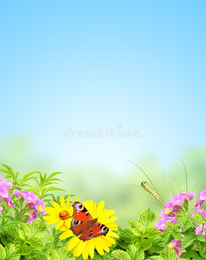 Summer Frame with Green Maple Leaves, Flowers and Insects Stock Photo ...