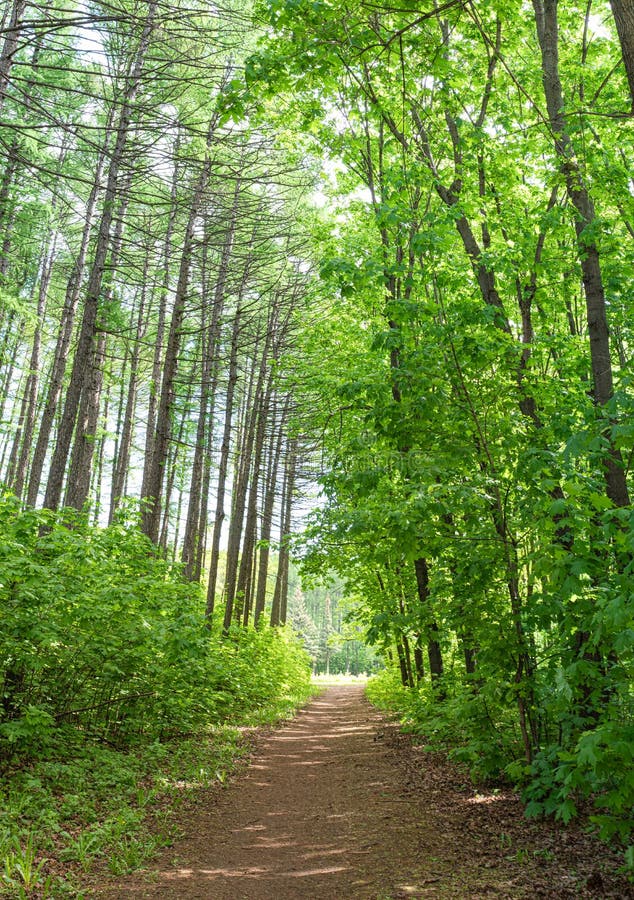 Summer Fresh Green Deciduous Forest with a Trail . Panorama. Stock ...