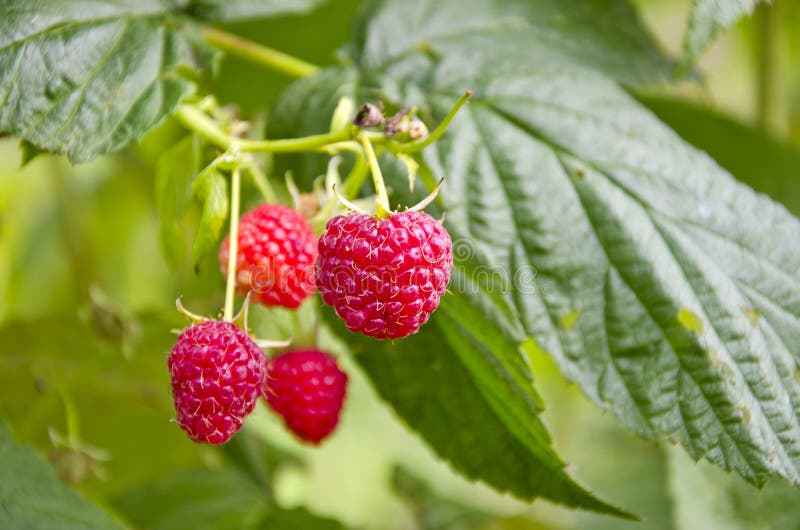 Summer fresh raspberry stock image. Image of summer, green - 26748757