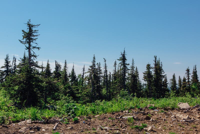 Summer Fur Tree Forest on the Hill Stock Image - Image of rock, gornaya ...