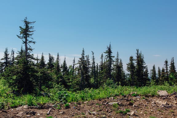Summer Fur Tree Forest on the Hill Stock Image - Image of rock, gornaya ...