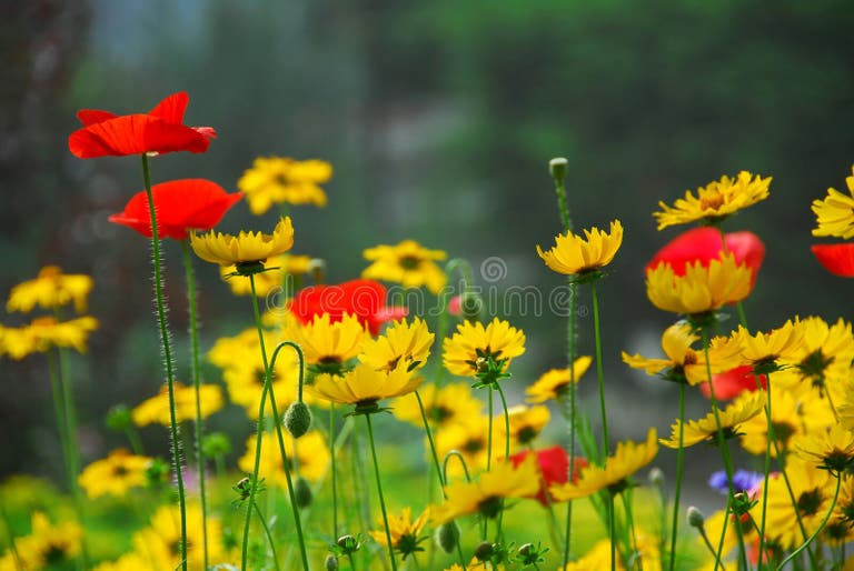 587 Sunflowers Poppies Stock Photos - Free & Royalty-Free Stock Photos ...