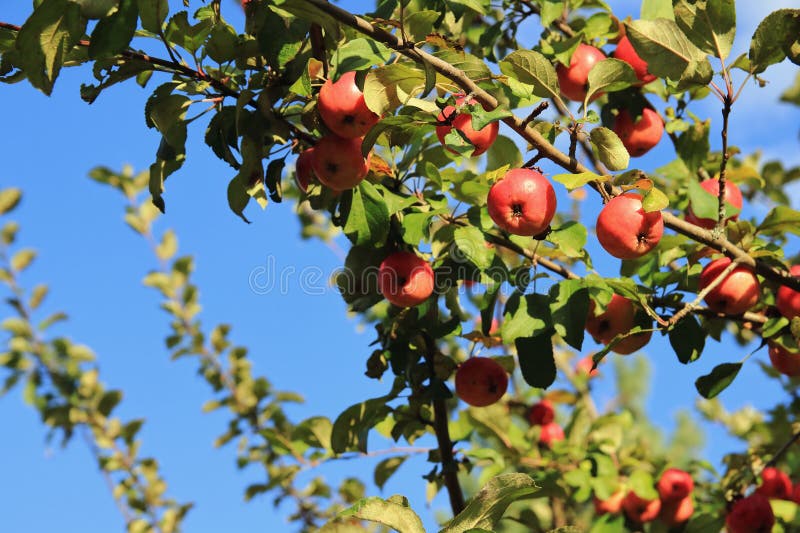 Apples on tree stock image. Image of field, branch, leaf - 271633593