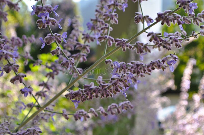 Purle Flowers I the Summer Garden Stock Image - Image of meadow ...