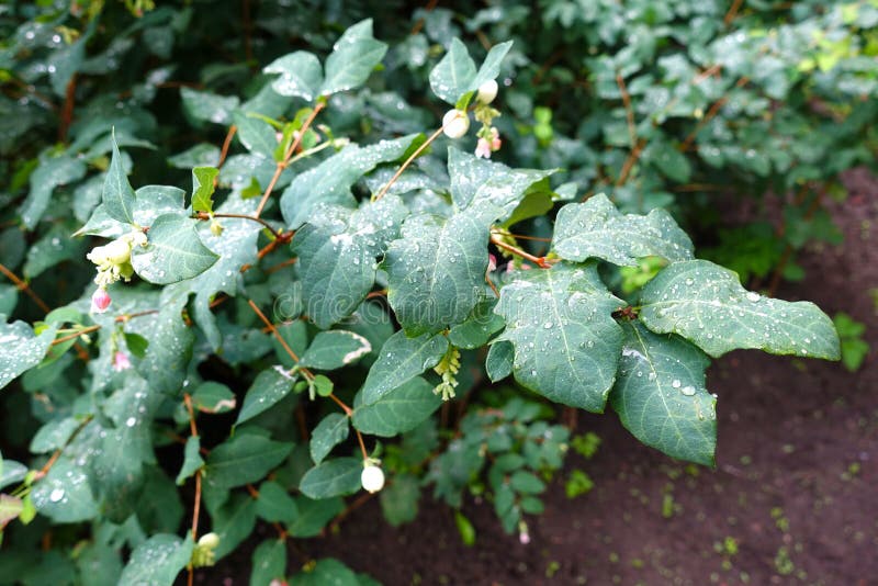 Summer Garden with Different Types of Herbs and Dew Drops Stock Photo ...