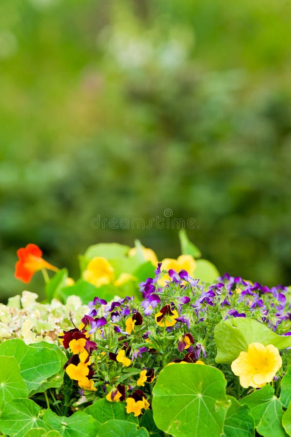 Summer Garden Flower Colorful Violet Stock Photo - Image of summer ...