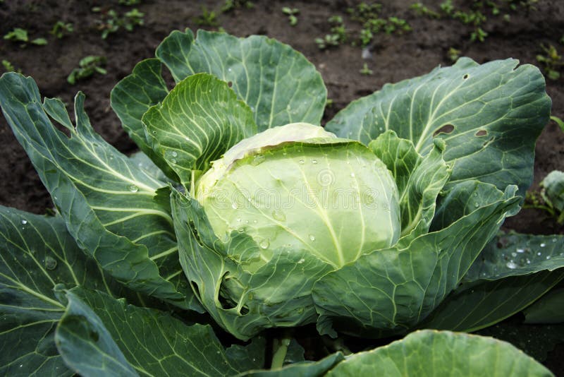 In the Summer the Garden is Growing a Head of Cabbage. Stock Photo ...