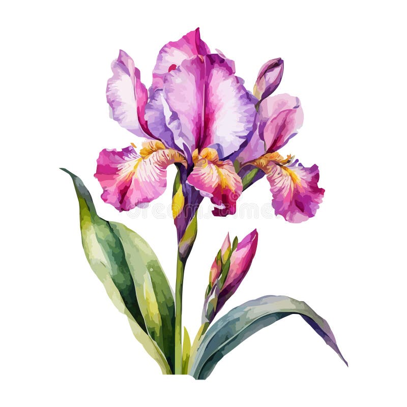 Summer Garden Iris Flowers, Watercolor Vector Illustration Stock Vector ...