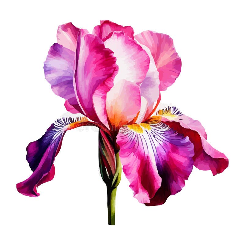 Summer Garden Iris Flowers, Watercolor Vector Illustration Stock Vector ...