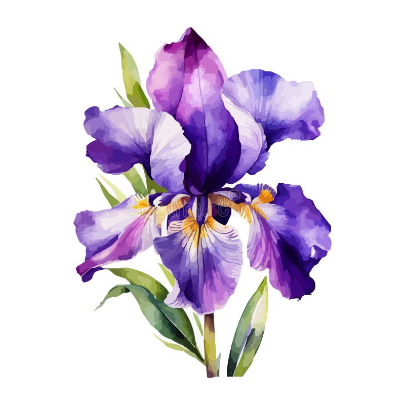 Summer Garden Iris Flowers, Watercolor Vector Illustration Stock Vector ...
