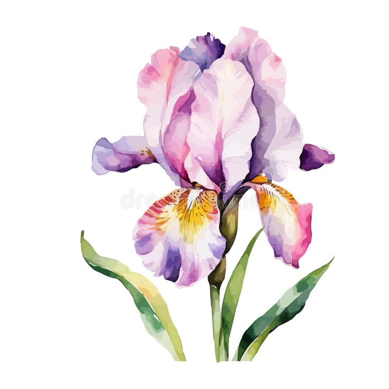 Summer Garden Iris Flowers, Watercolor Vector Illustration Stock Vector - Illustration of ...