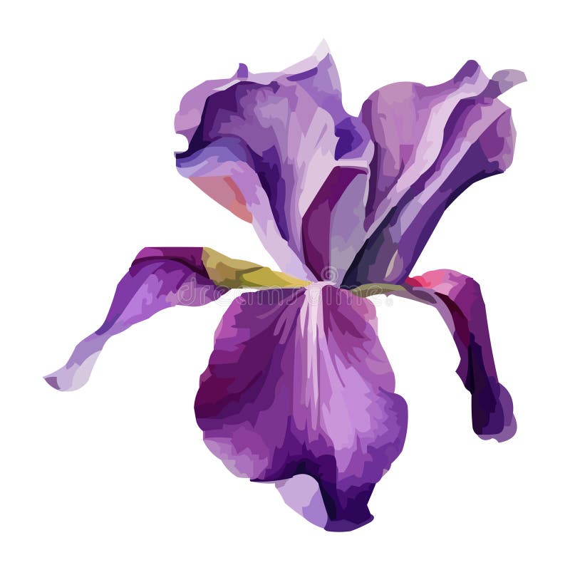 Summer Garden Iris Flowers, Watercolor Vector Illustration Stock Vector ...