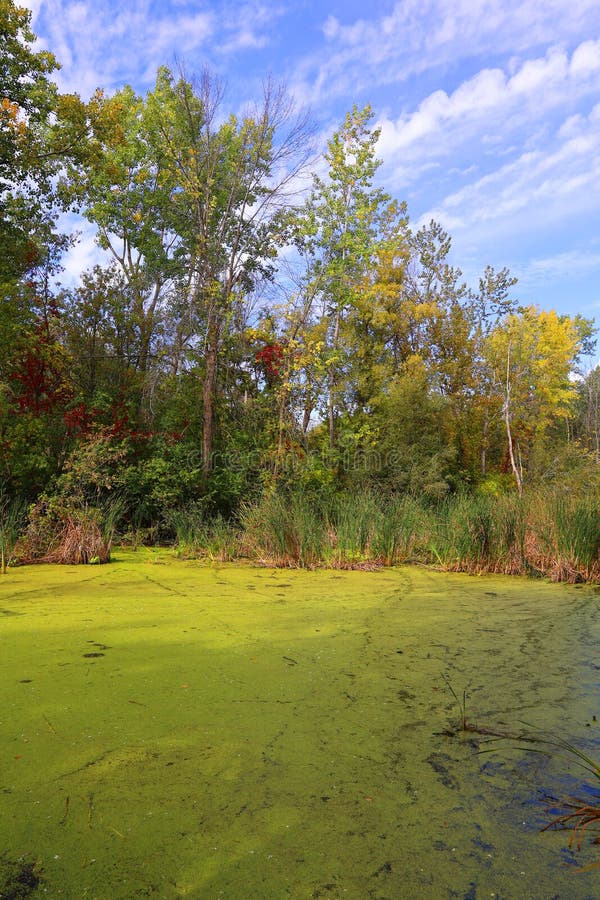 Summer garden landscape stock image. Image of canada - 231164591