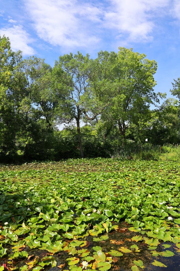 Summer Garden Landscape Province of Quebec Stock Image - Image of ...