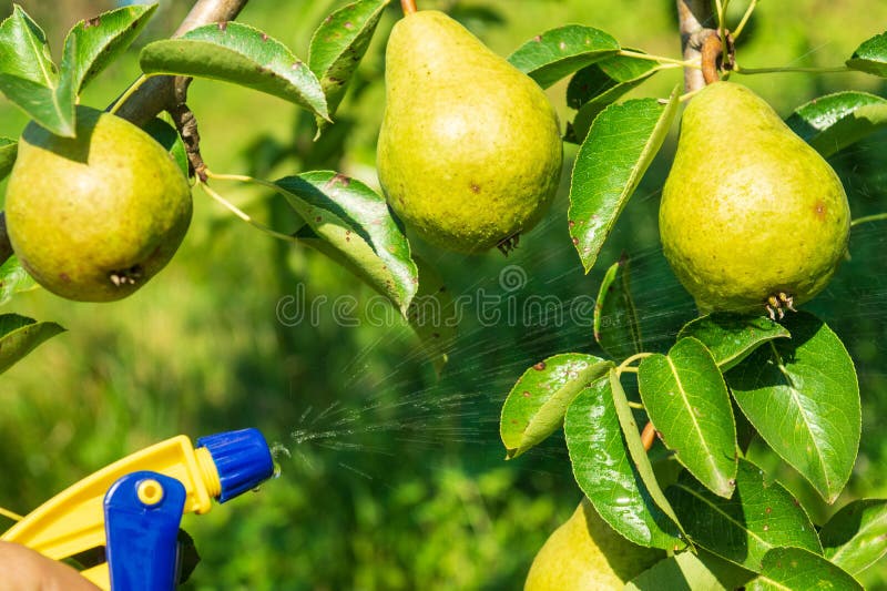 Spraying Branches Of Apple Trees In The Spring With A Spray Gun Against