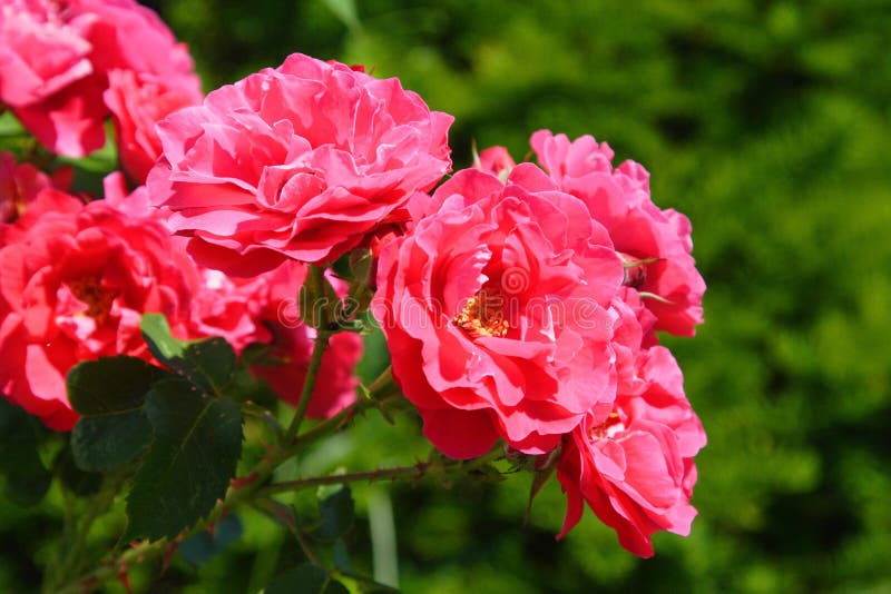 Pink roses fence stock image. Image of blooming, rose, bushes - 949839