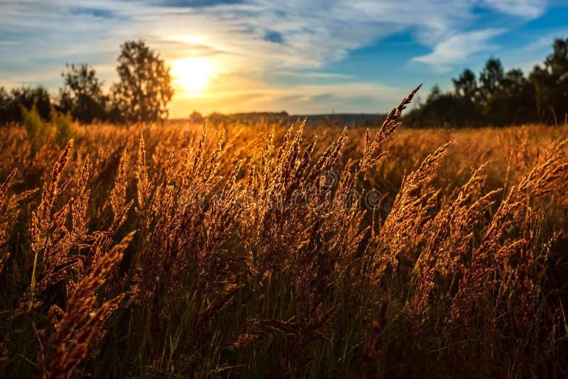 Summer Golden Sunny Sunrise in the Field. Stock Photo - Image of field ...