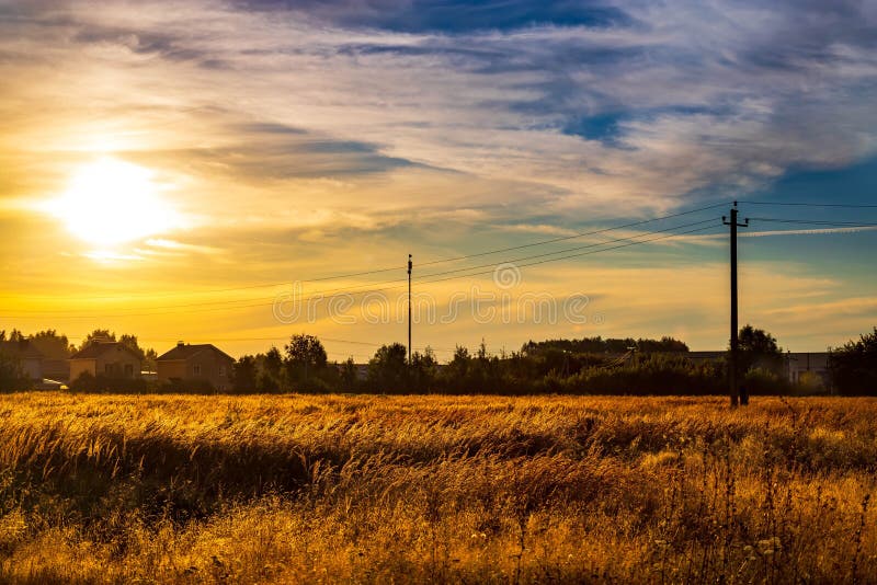Summer Golden Sunny Sunrise in the Field. Stock Image - Image of ...
