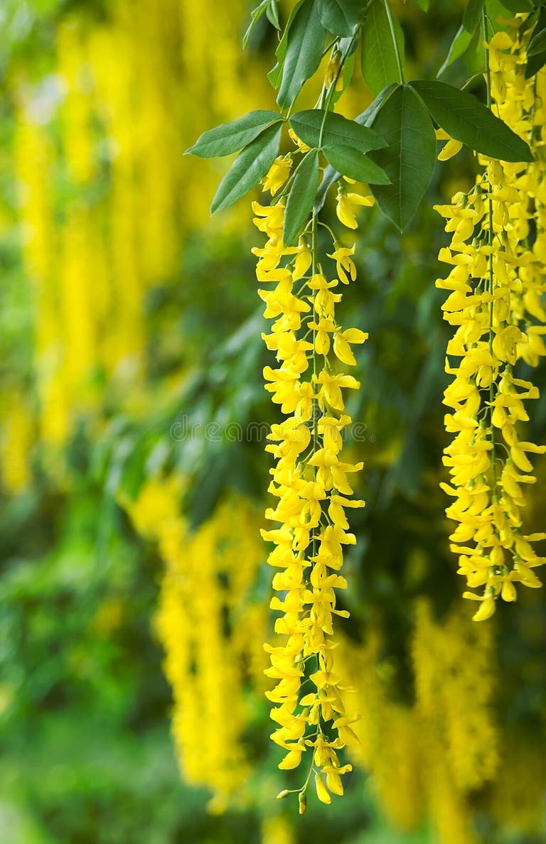 2,858 Laburnum Tree Stock Photos - Free & Royalty-Free Stock Photos ...