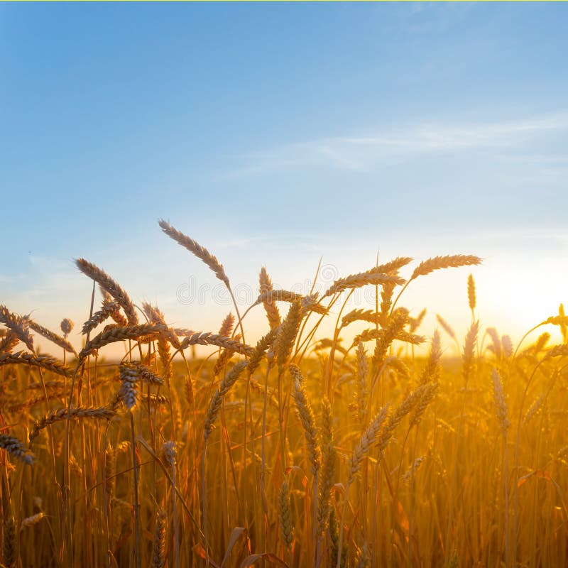 Summer Golden Wheat Field at the Sunset Stock Image - Image of rural ...