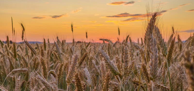 Summer Grain Field in Sunset Evening Color Stock Photo - Image of ...