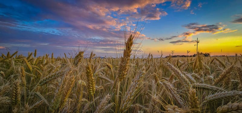 Summer Grain Field in Sunset Evening Color Stock Image - Image of field ...