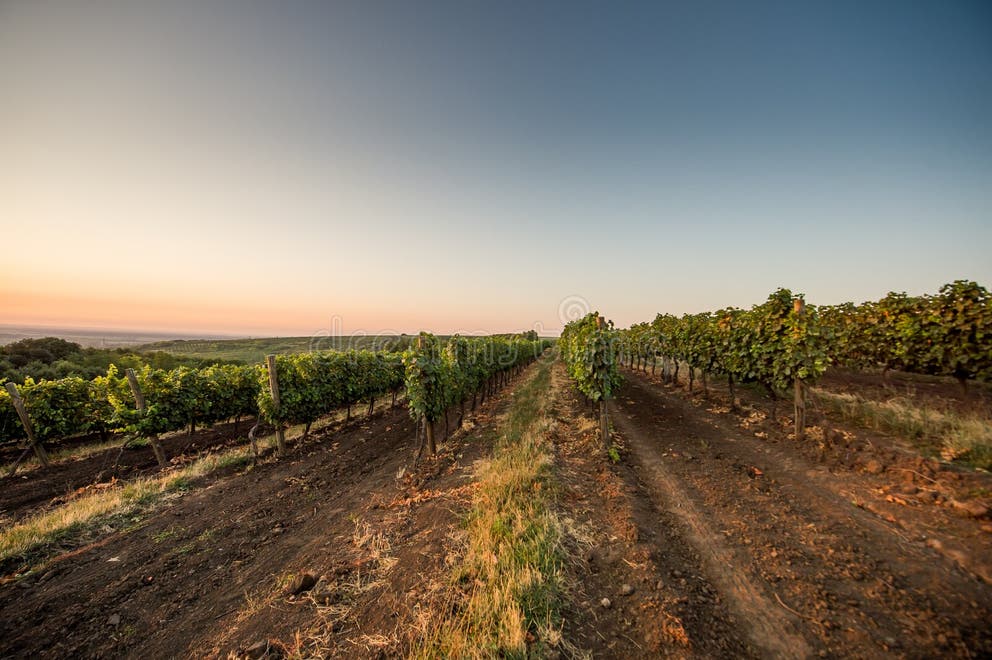 Summer Grape field at dawn stock image. Image of agriculture - 85404603