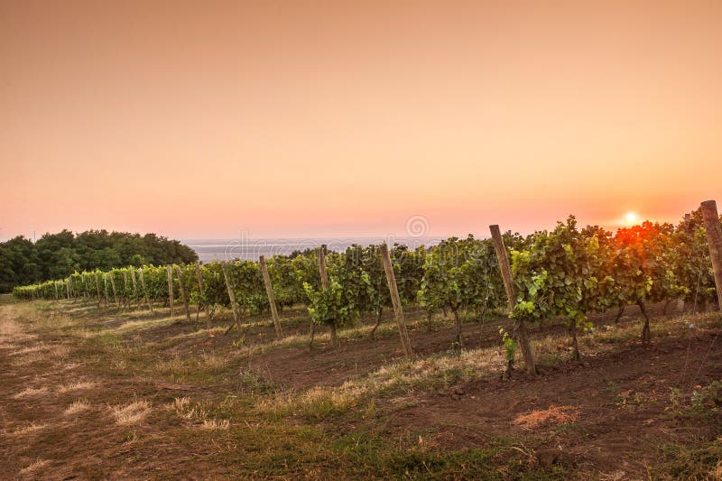 Summer Grape field at dawn stock photo. Image of grape - 85404722