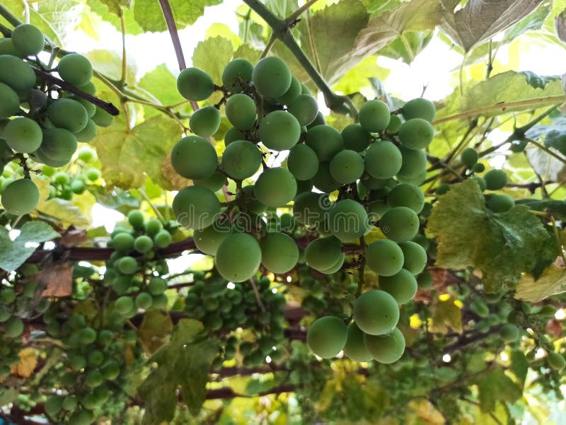 Summer Grapes on the Gazebo -close-up Stock Photo - Image of italy ...