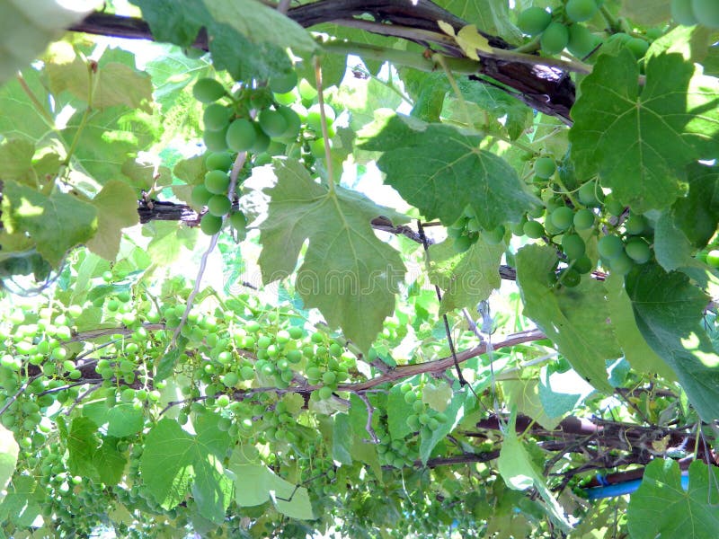 Summer Grapes in Their Own Shadow Stock Image - Image of outdoor ...