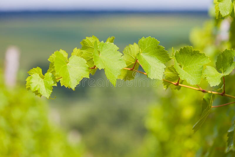 Summer grapevine stock photo. Image of plantation, hungarian - 58463966